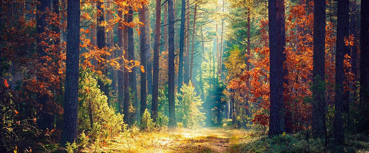 German forestry and timber industry 2018 - Pollmeier