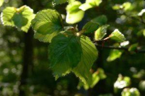 The Beech - Pollmeier